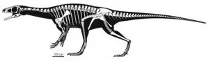 20110520083118panphagia-skeleton-new-dinosaur-300x88.jpg