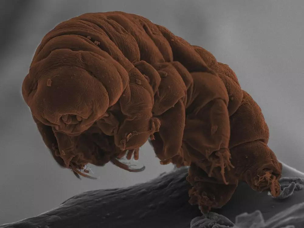 Tardigrad