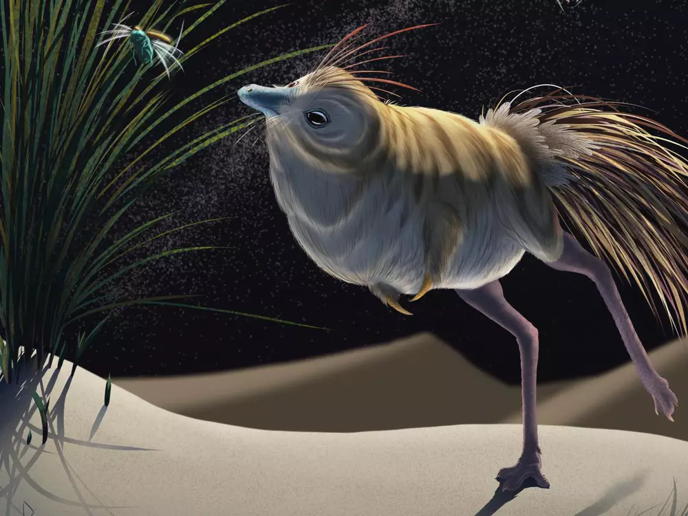 Ilustrácia zobrazuje opereného dinosaura s dlhými nohami a veľmi okrúhlym telom, ktorý loví chrobáka na vysokej tráve