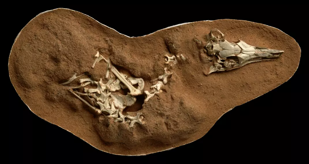 Fotografi av fossiliserat Shuvuuia deserti skelett