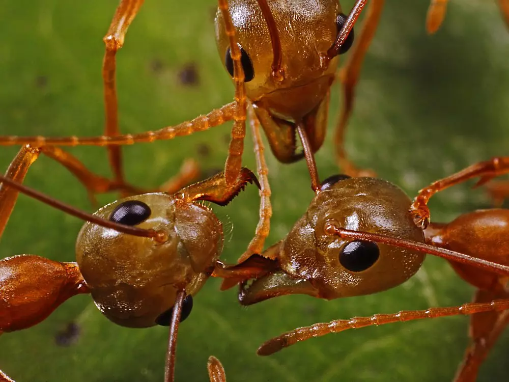 Quando se trata de fazer guerra, formigas e humanos têm muito em comum