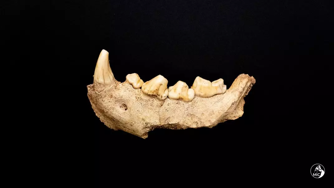 Fosilizirana čeljust hijene najdena v italijanski jami