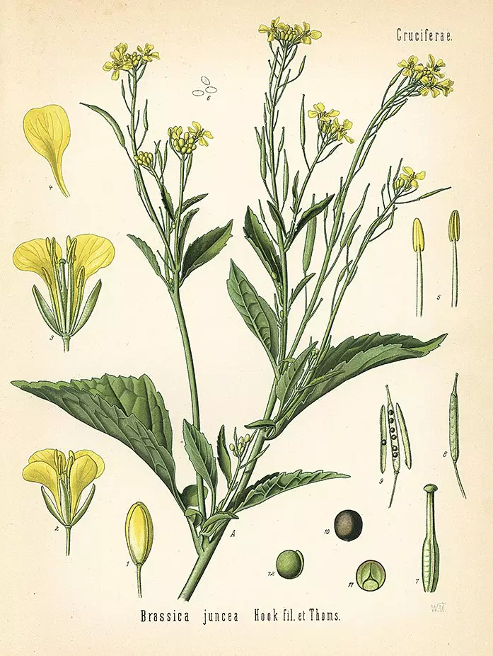 En illustration av en senapsväxt