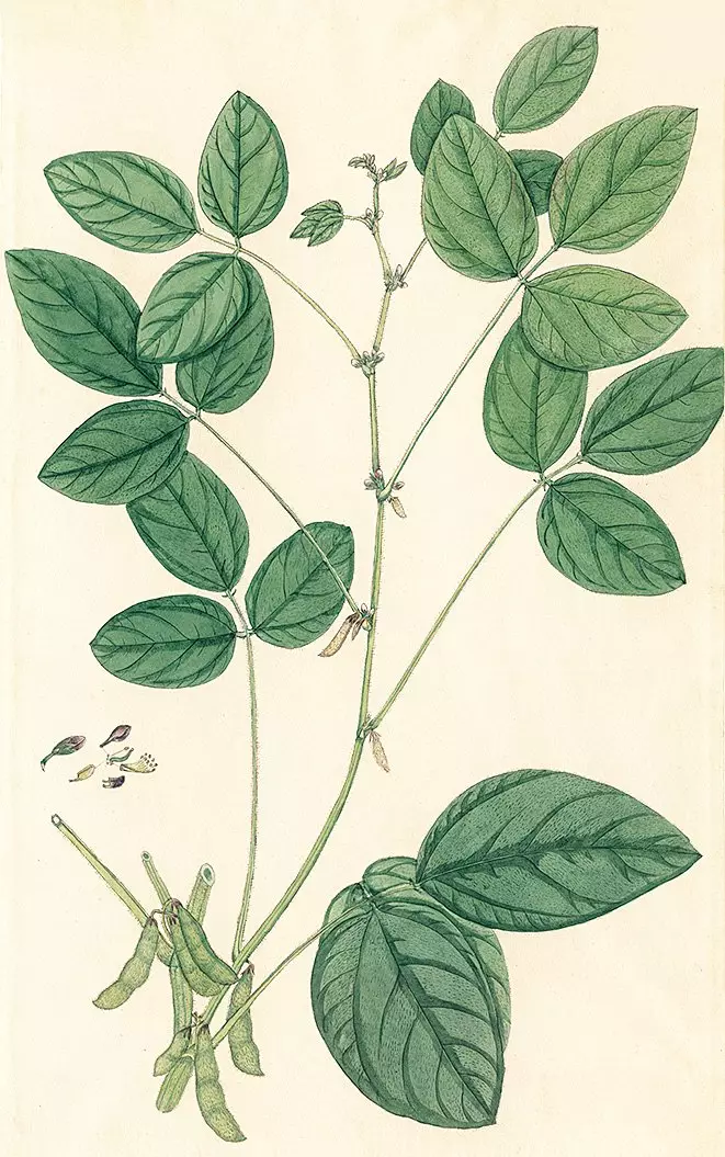 Un'illustrazione di una pianta di semi di soia