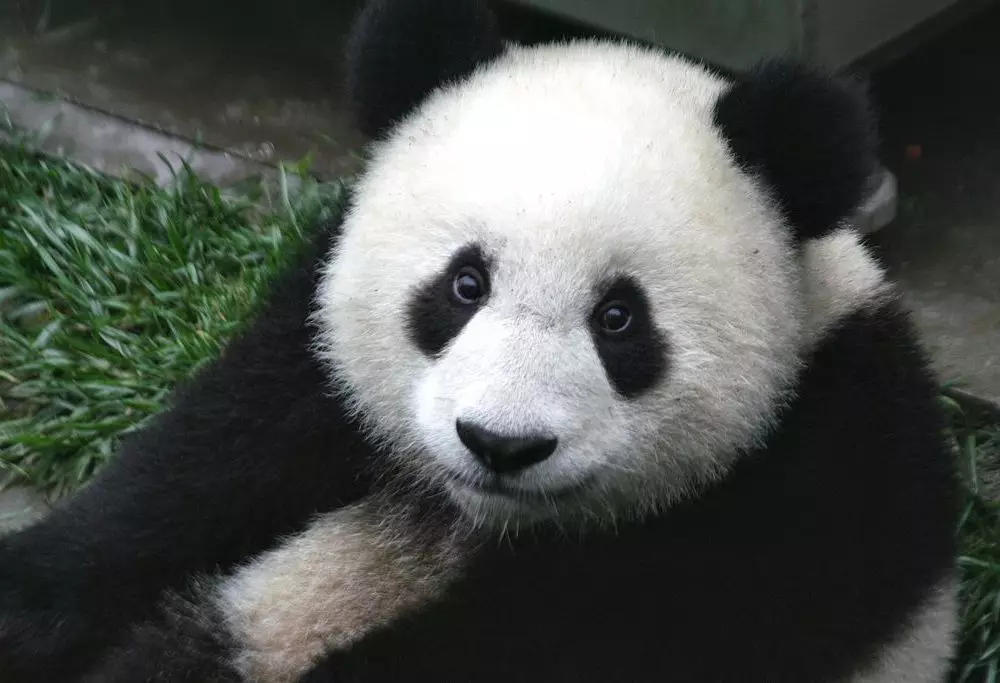 Panda_Cub_from_Wolong, _Sichuan, _China.JPG