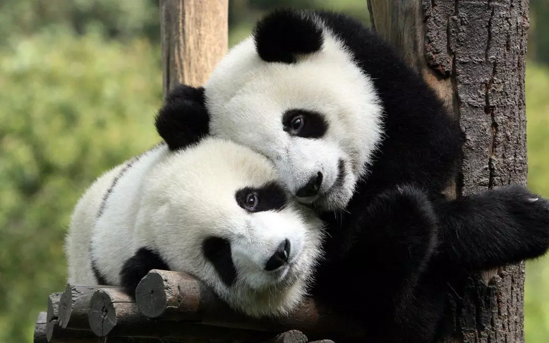 China National Panda Park Ichave Yakapetwa Katatu saizi yeYellowstone