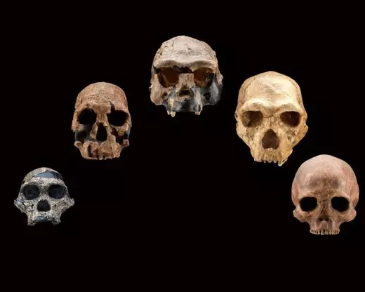 20110520110718skulls_arc_frontal.jpg ua