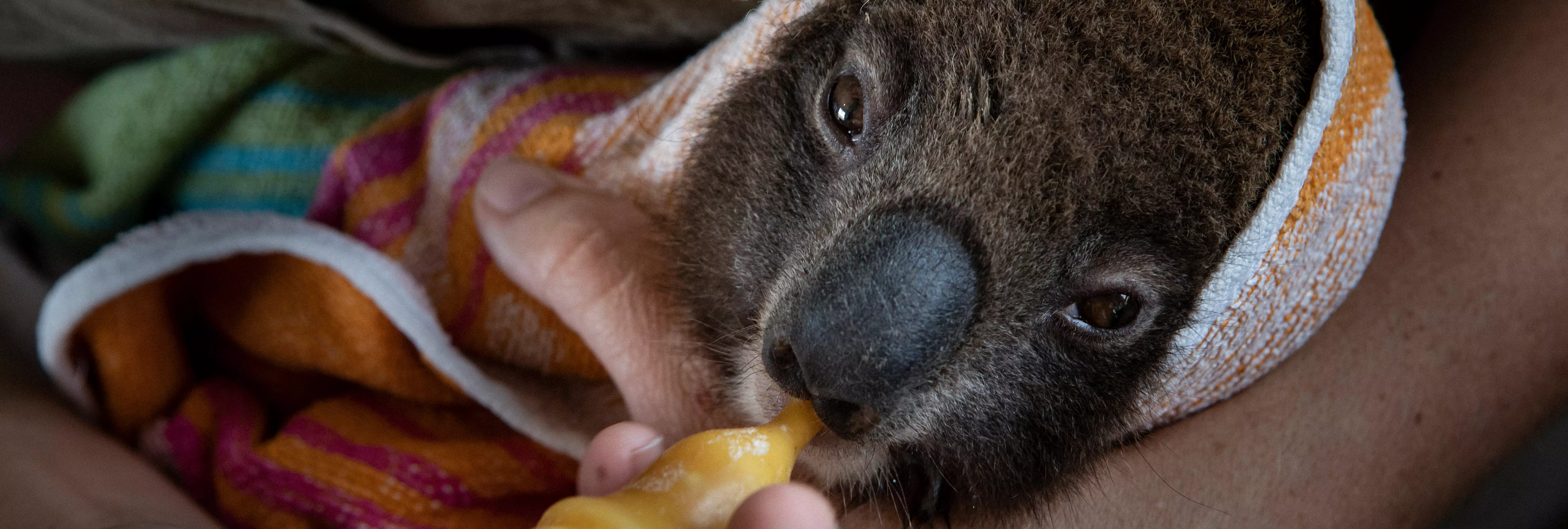 Velika operacija spašavanja koala 29260_1