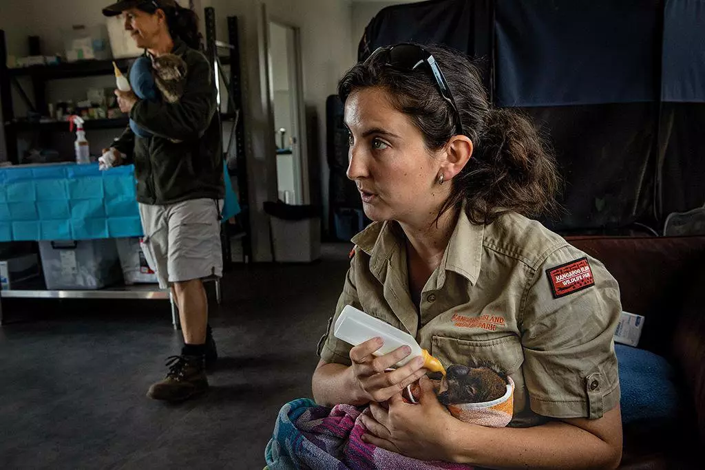 Dana Mitchell fodrer en såret babykoala i Kangaroo Island Wildlife Park, som Mitchell ejer sammen med sin mand, Sam. Parken har behandlet mere end 600 koalaer siden januar.