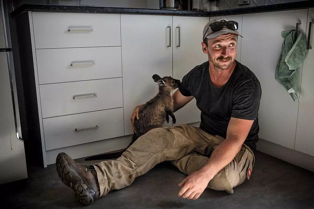 Kailas Wild, en arborist fra Sydney, der hjalp med redningsarbejdet på øen, med en ung kænguru. Han reddede mere end 100 koalaer.