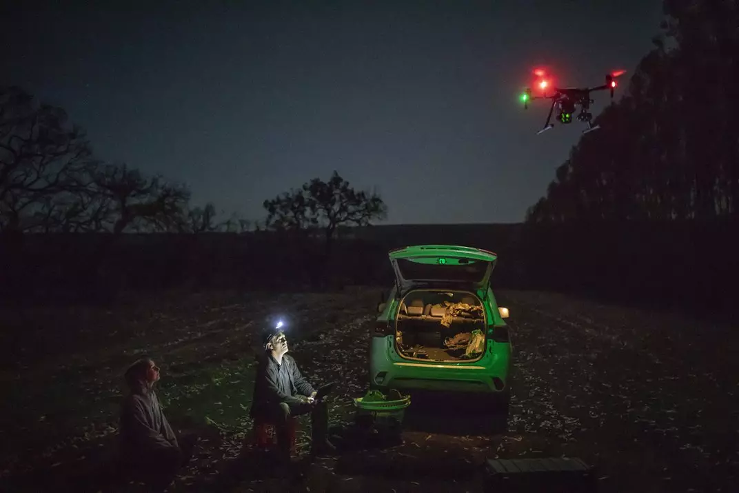 El rescatador de vida salvatge de Califòrnia Douglas Thron i l'ecologista Freya Harvey llancen un dron equipat amb una càmera d'infrarojos per detectar coales encallats.