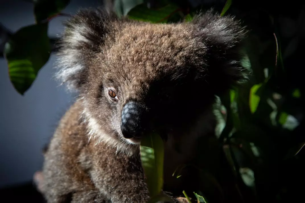 Muri amajana ya koala abakorerabushake n'abakozi barokoye, benshi barerwa mu bunyage. Koalas ishaje irekurwa mubihingwa bya eucalyptus.