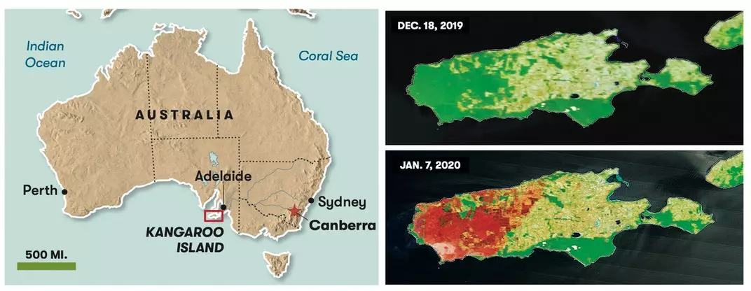 Til vinstri, Kangaroo Island situr nokkrum kílómetrum undan strönd Suður-Ástralíu. Rétt, þegar eldarnir stóðu sem hæst, í janúar, logaði mestur hluti vesturhluta eyjarinnar, eins og sést á þessum myndum byggðar á gögnum frá gervihnetti NASA.