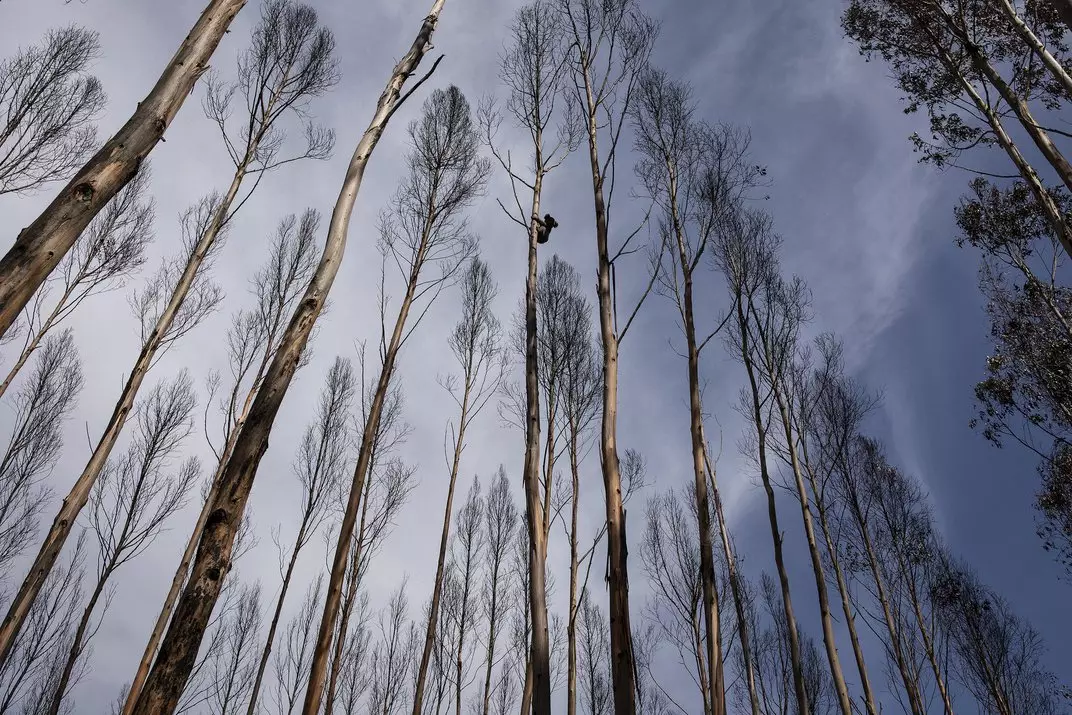 Eng eenzeg Koala klëmmt sech un engem charred Stamm an enger schwéier verbrannter Plantatioun vun Eucalyptusbeem.