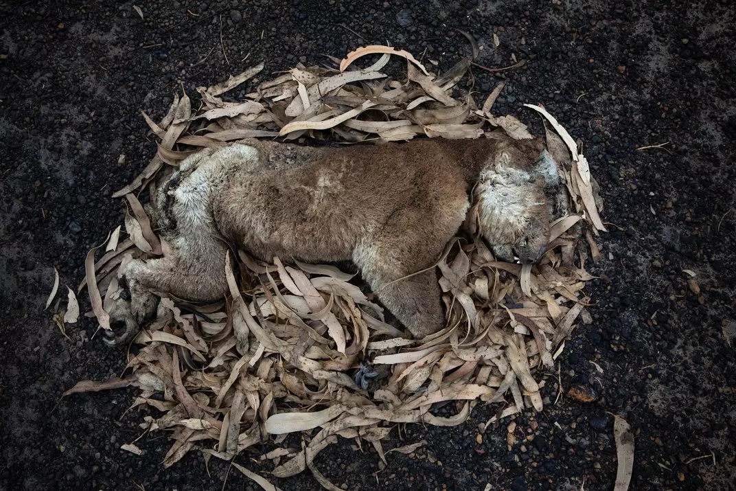 Titusindvis af koalaer blev dræbt i øens brand, og yderligere et antal omkom på grund af sult eller dehydrering, efter at de blå gummiplantager, hvor de boede, blev ødelagt.