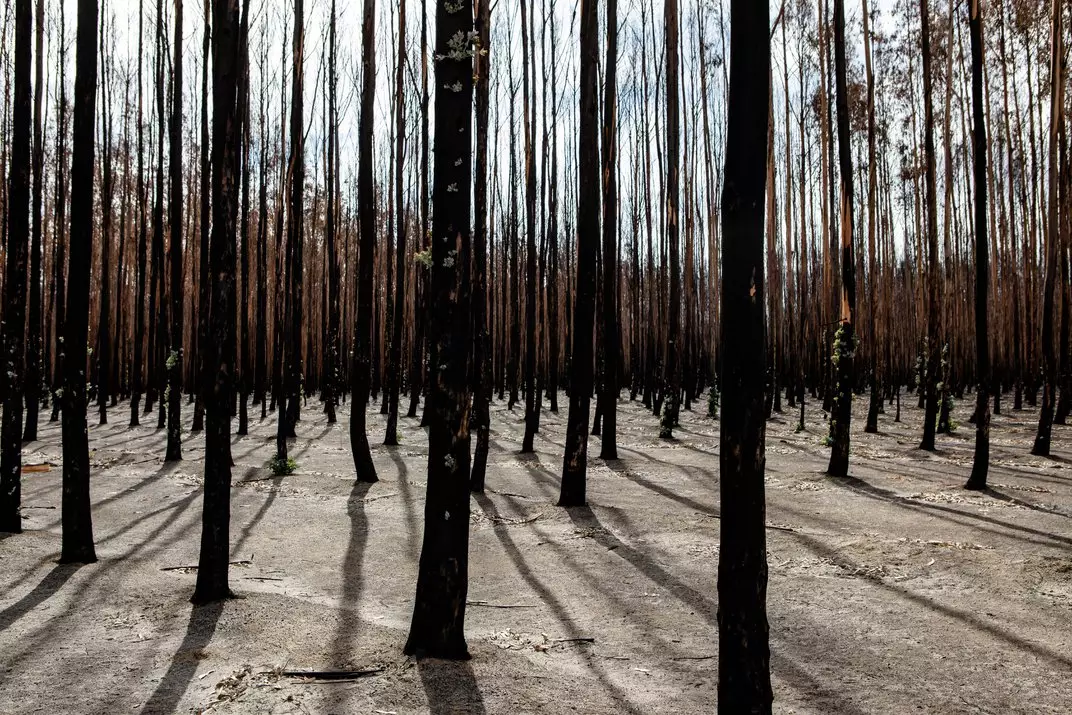 Pokok eucalyptus hangus mempunyai pertumbuhan epikormik hijau— tunas yang muncul dari rekahan pada kulit kayu untuk memberi pokok itu satu lagi peluang untuk hidup.