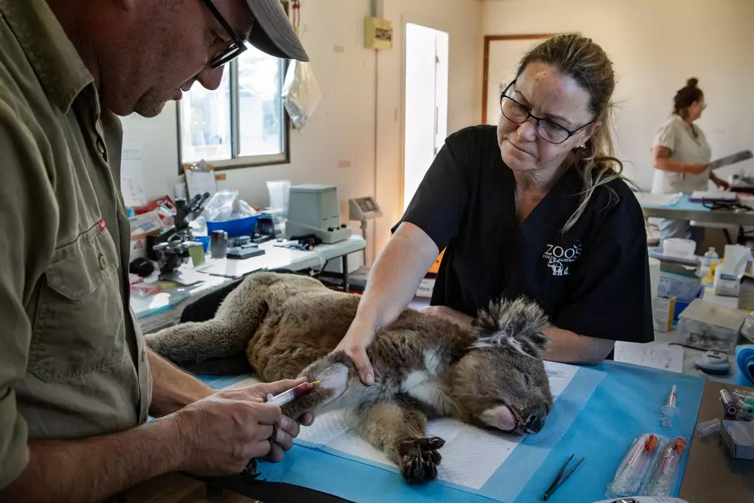 Oliver Funnell, ngaka ea liphoofolo ea Zoos South Australia, le mooki oa bongaka ba liphoofolo Donna Hearn ba etela koala e lemetseng Wildlife Park.