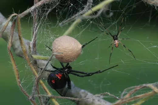 Ang Mausisaon nga Buhaton ug Dili Buhaton sa Insekto nga Pag-date nga Kinaiya 29261_2