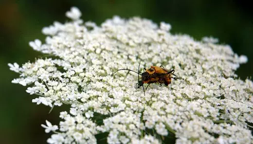 The Curious Do's and Don'ts of Insect Dating Behavior 29261_3