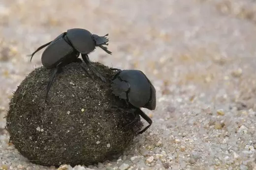 Ang Mausisaon nga Buhaton ug Dili Buhaton sa Insekto nga Pag-date nga Kinaiya 29261_4