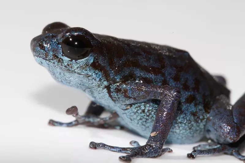 Não há maneira errada de fazer um girino (ou sapo) 29265_2