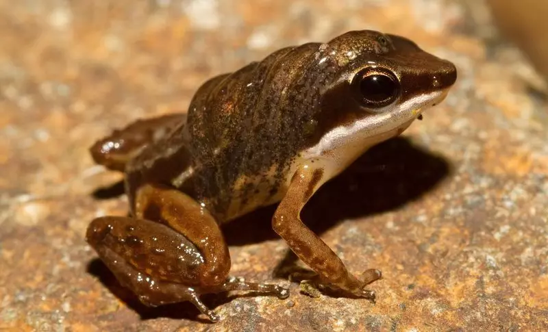 Ha ho na Tsela e Fosahetseng ea ho Etsa Tadpole (kapa Froglet) 29265_6