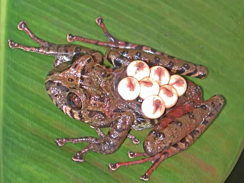 Tadpole (හෝ Froglet) සෑදීමට වැරදි මාර්ගයක් නොමැත 29265_7