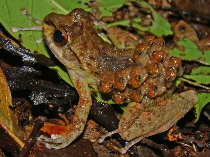 Tadpole (හෝ Froglet) සෑදීමට වැරදි මාර්ගයක් නොමැත 29265_8