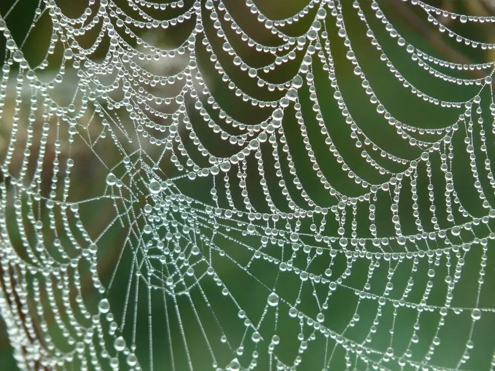 Nova umetna pajkova svila: močnejša od jekla in 98 odstotkov vode
