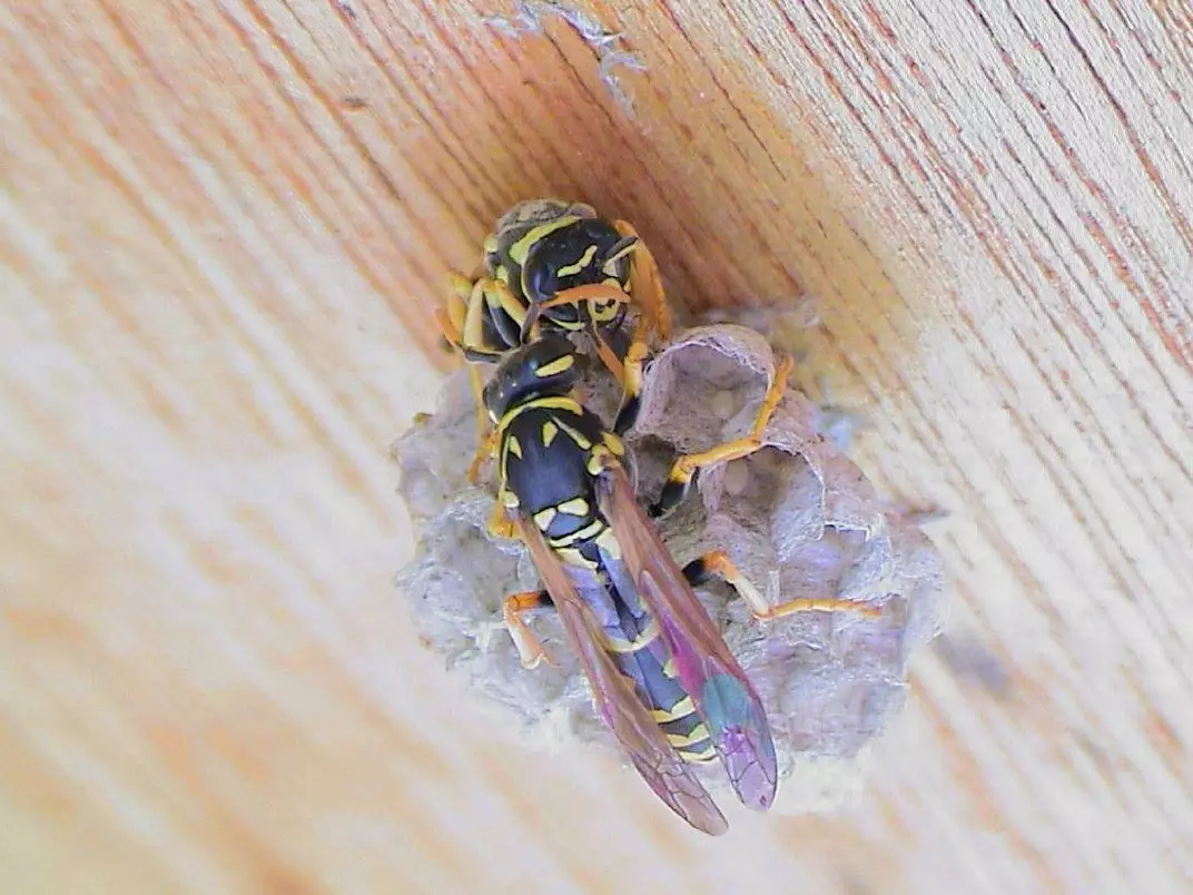 Les vespes són els primers invertebrats que superen aquesta prova de lògica bàsica