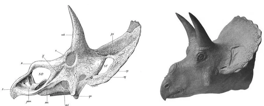 20110520083310nedoceratops-czaszka-przywrócenie.jpg