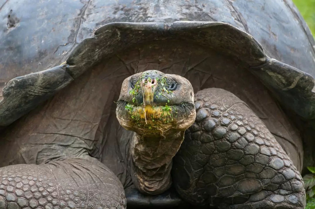 broască-țestoasă