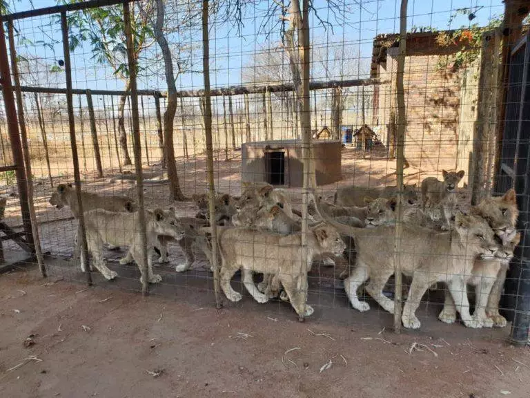 Moitos leóns novos están nun recinto ao aire libre ateigado