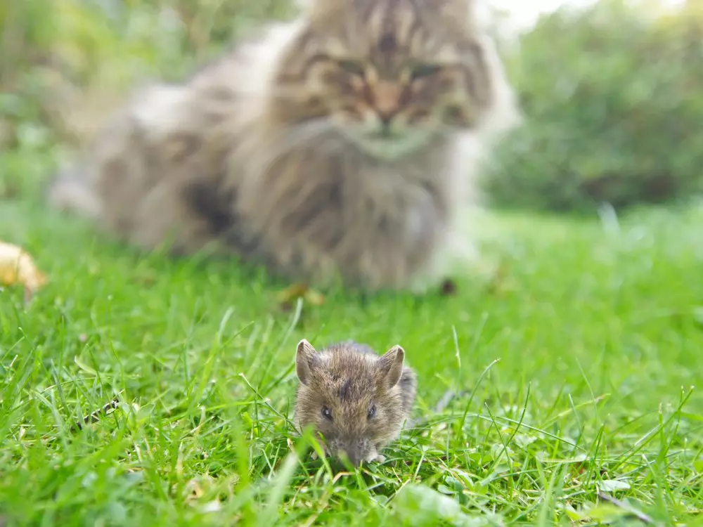 Katt tittar på mus