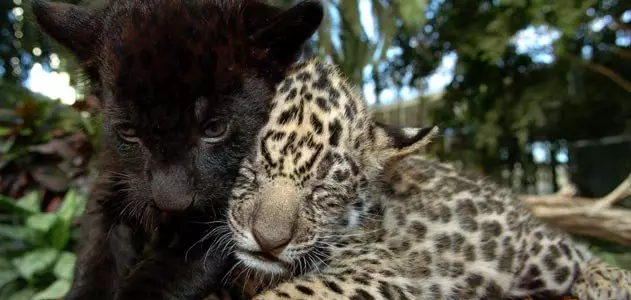 Cadells de jaguar