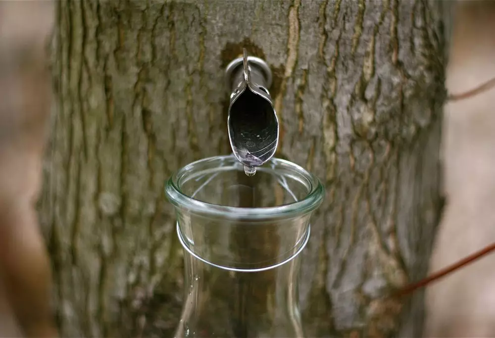 Maple sap kraan