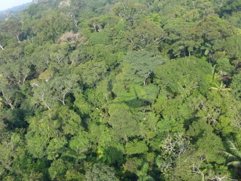 Foresta Pluviale di Putumayo