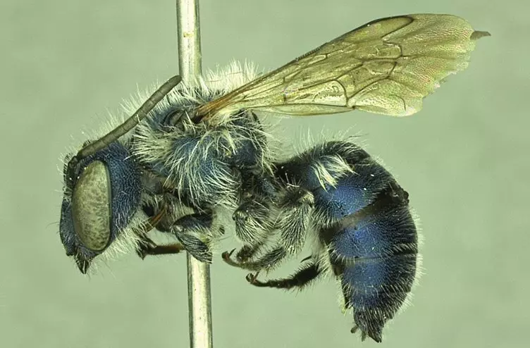 Μπλε μέλισσα