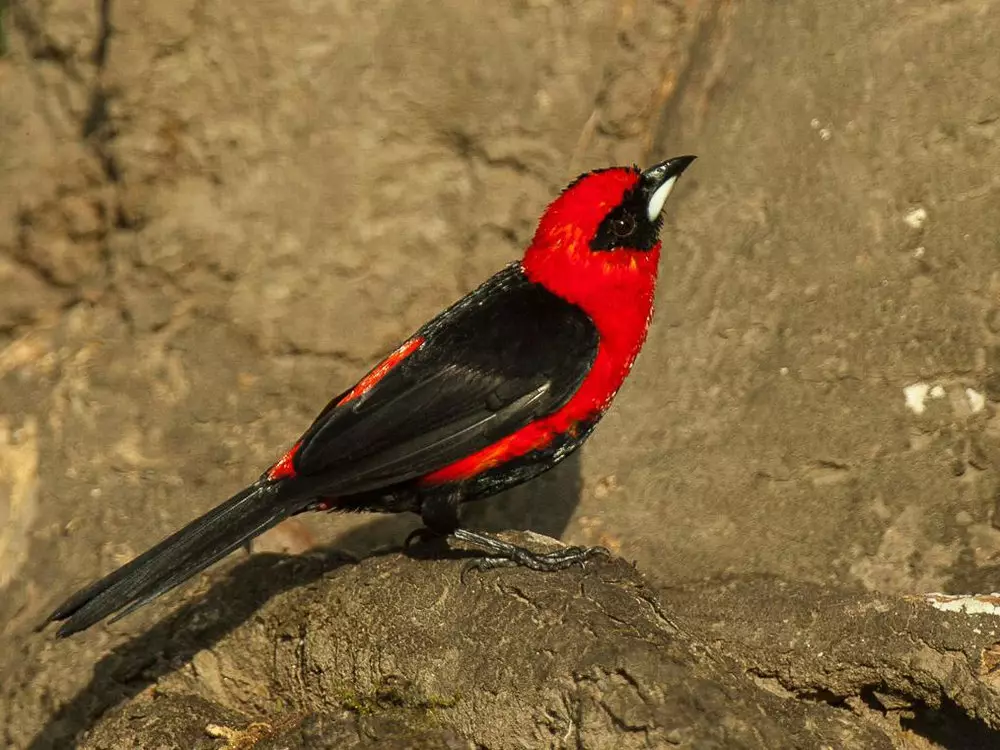 masked Crimson tanager