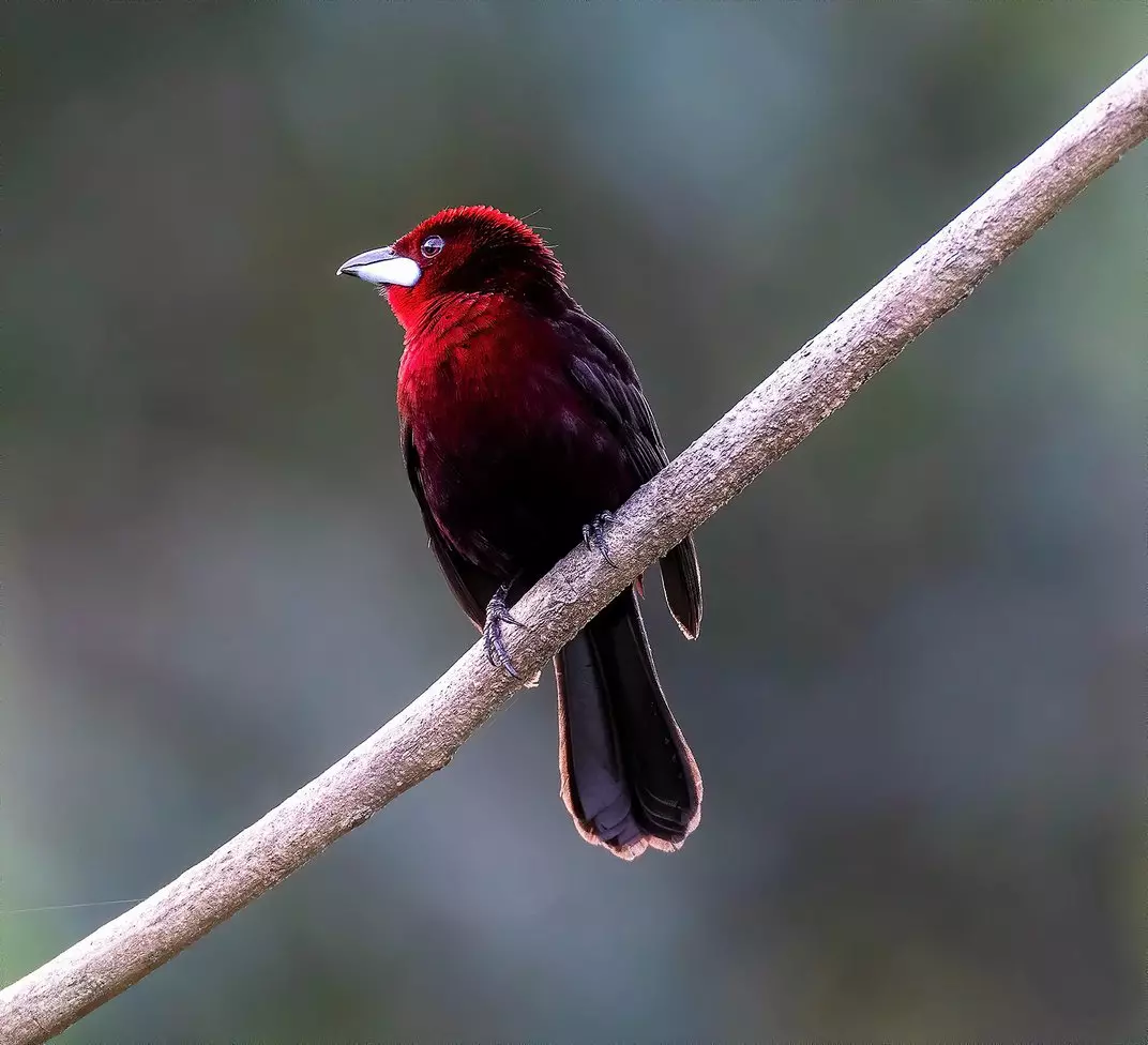 erkek kümüşden ýasalan tanager