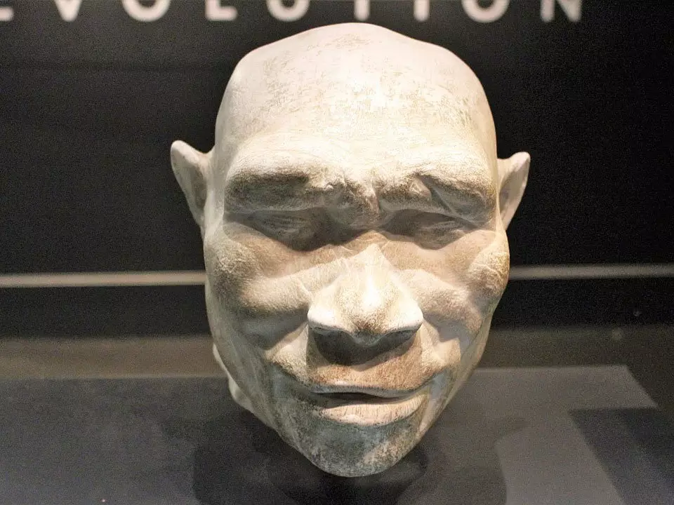 Model glave Homo Erectus