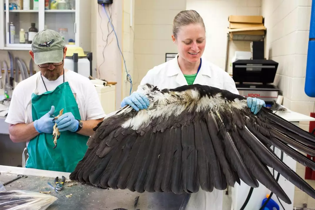 Behind the Scenes: Skinning Condors in the Name of Science 29402_12