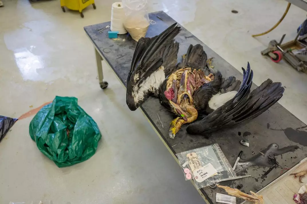Behind the Scenes: Skinning Condors in the Name of Science 29402_4