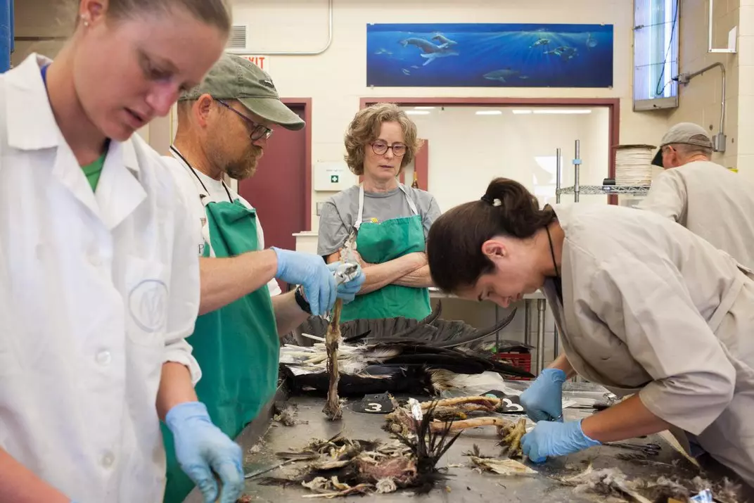 Behind the Scenes: Skinning Condors in the Name of Science 29402_8