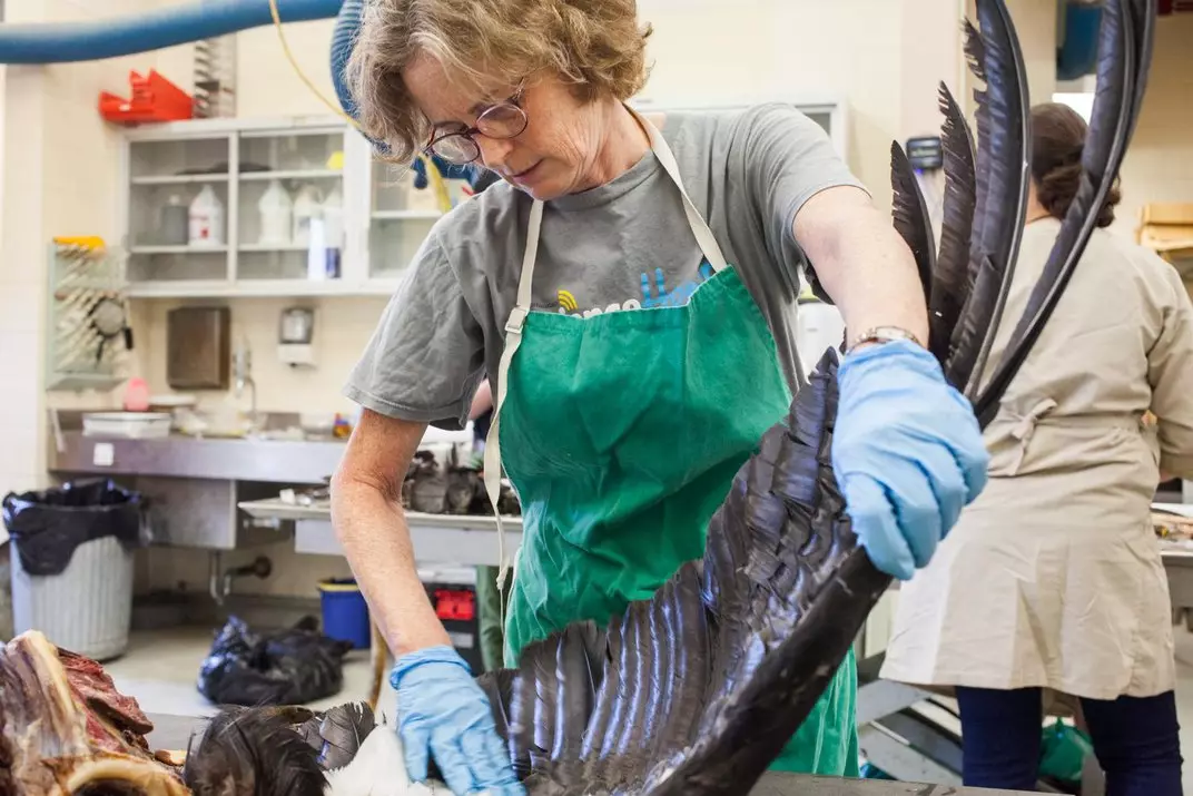 Behind the Scenes: Skinning Condors in the Name of Science 29402_9
