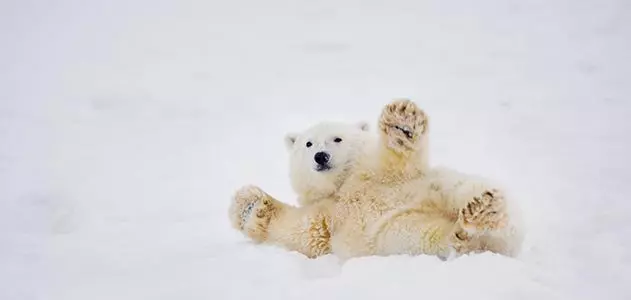 Polar bear cub at ANWR