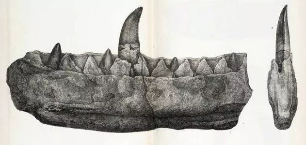 Megalosaurus