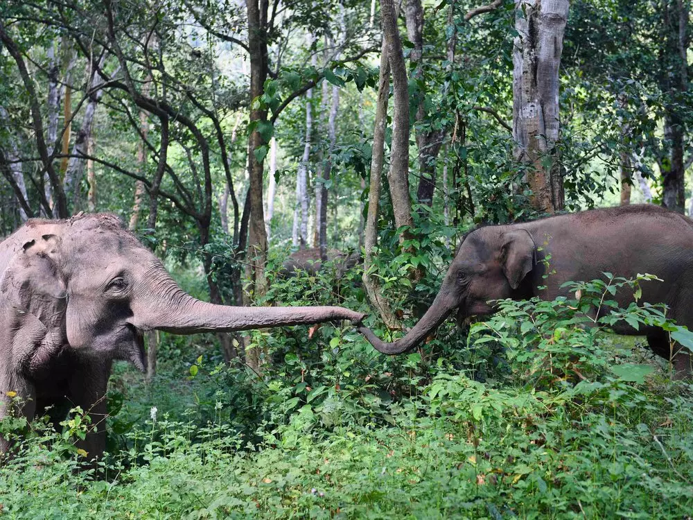 দুটি এশিয়ান হাতি