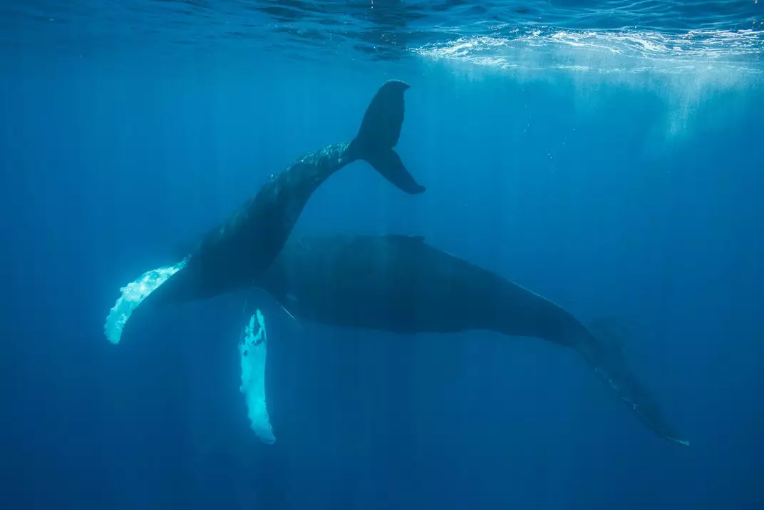 母と子牛のクジラ