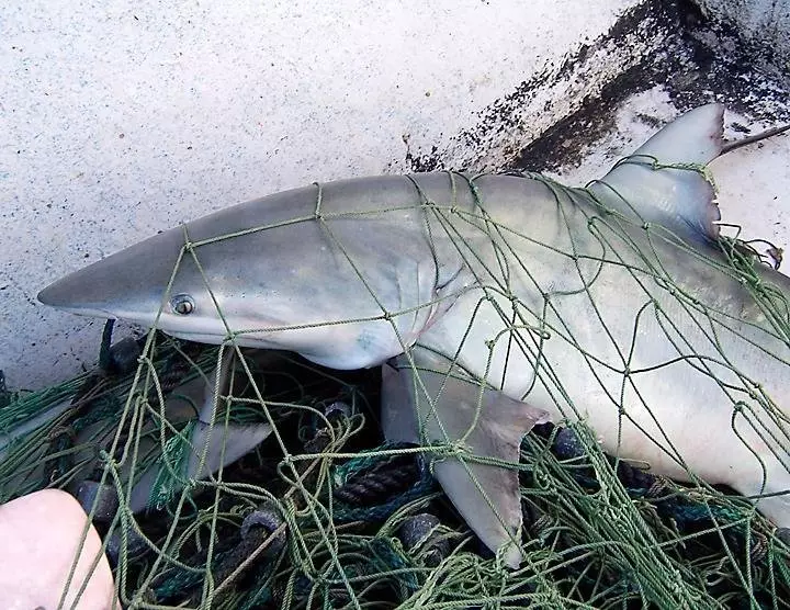 miliony žraloků se stávají vedlejším úlovkem